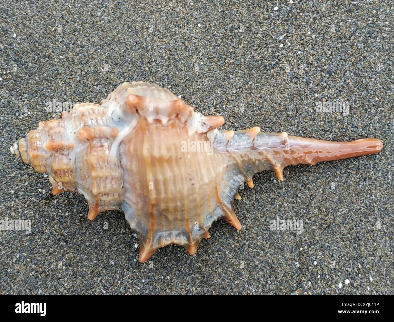 Murex trapa hi-res stock photography and images - Alamy