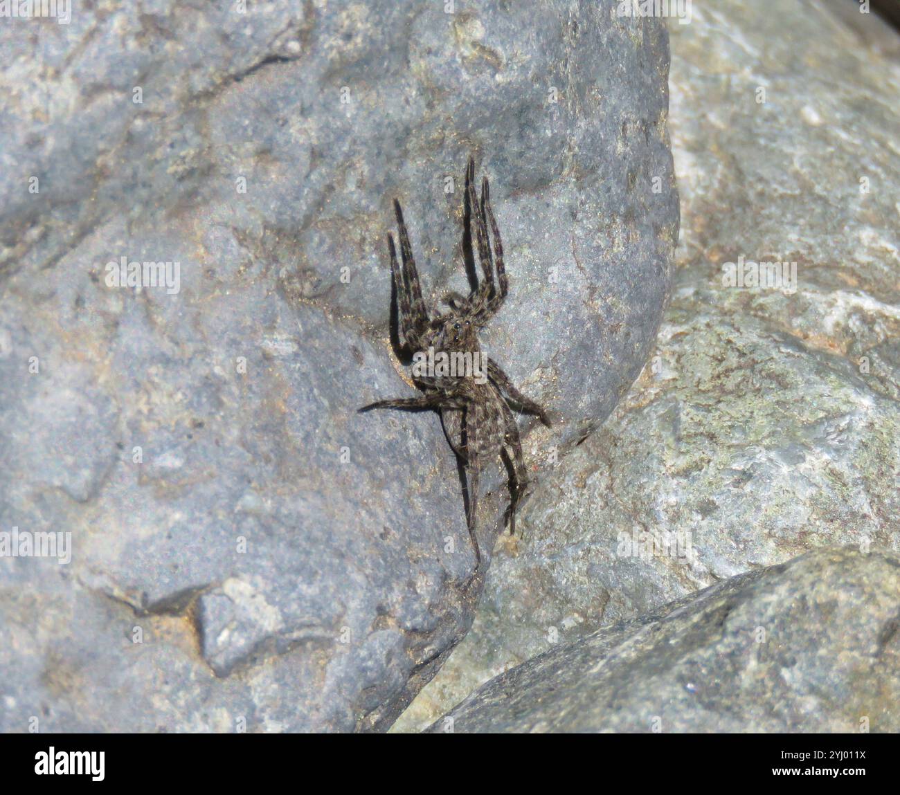 Thin-legged Wolf Spiders (Pardosa Stock Photo - Alamy