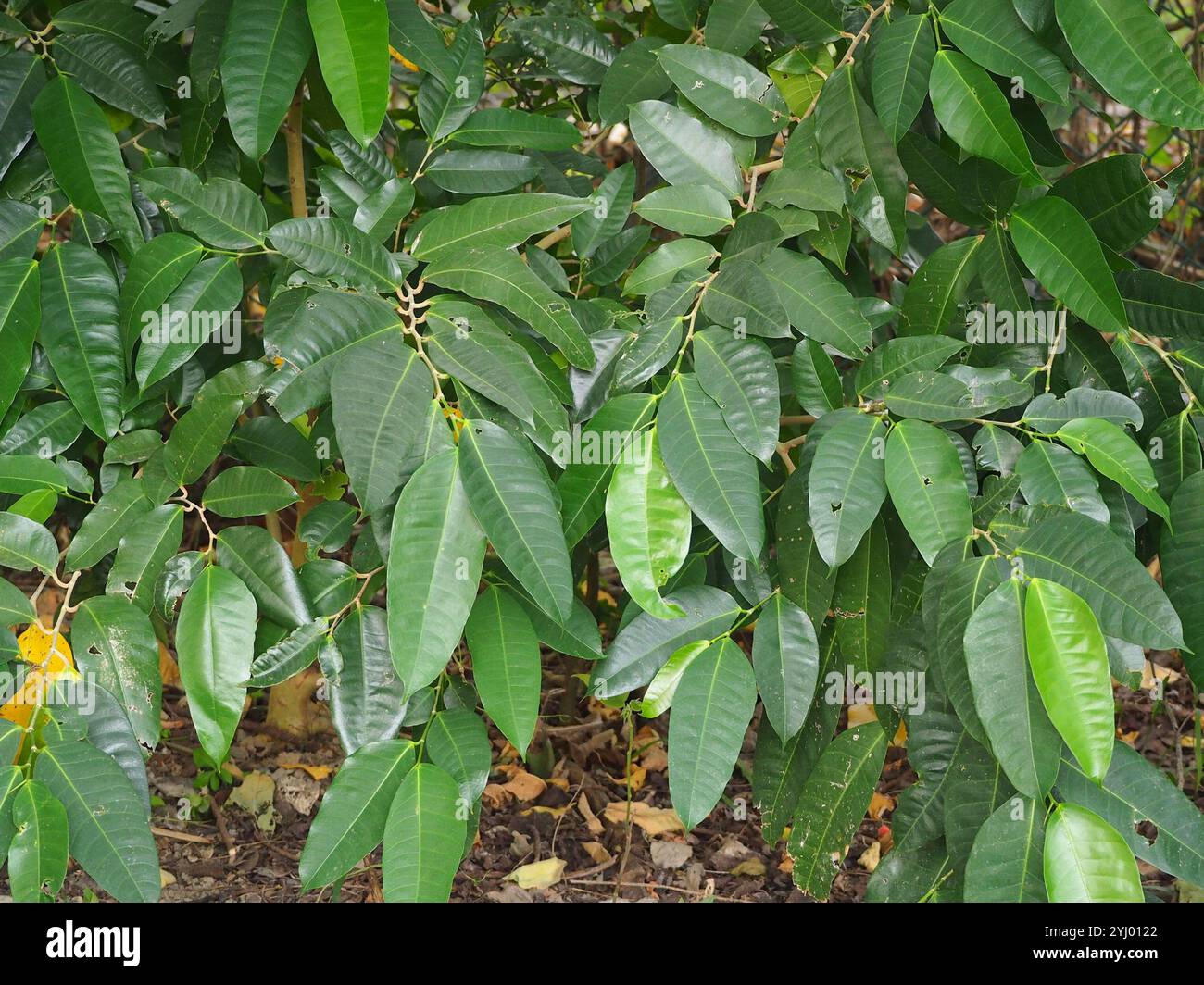 figwood (Ficus virgata Stock Photo - Alamy