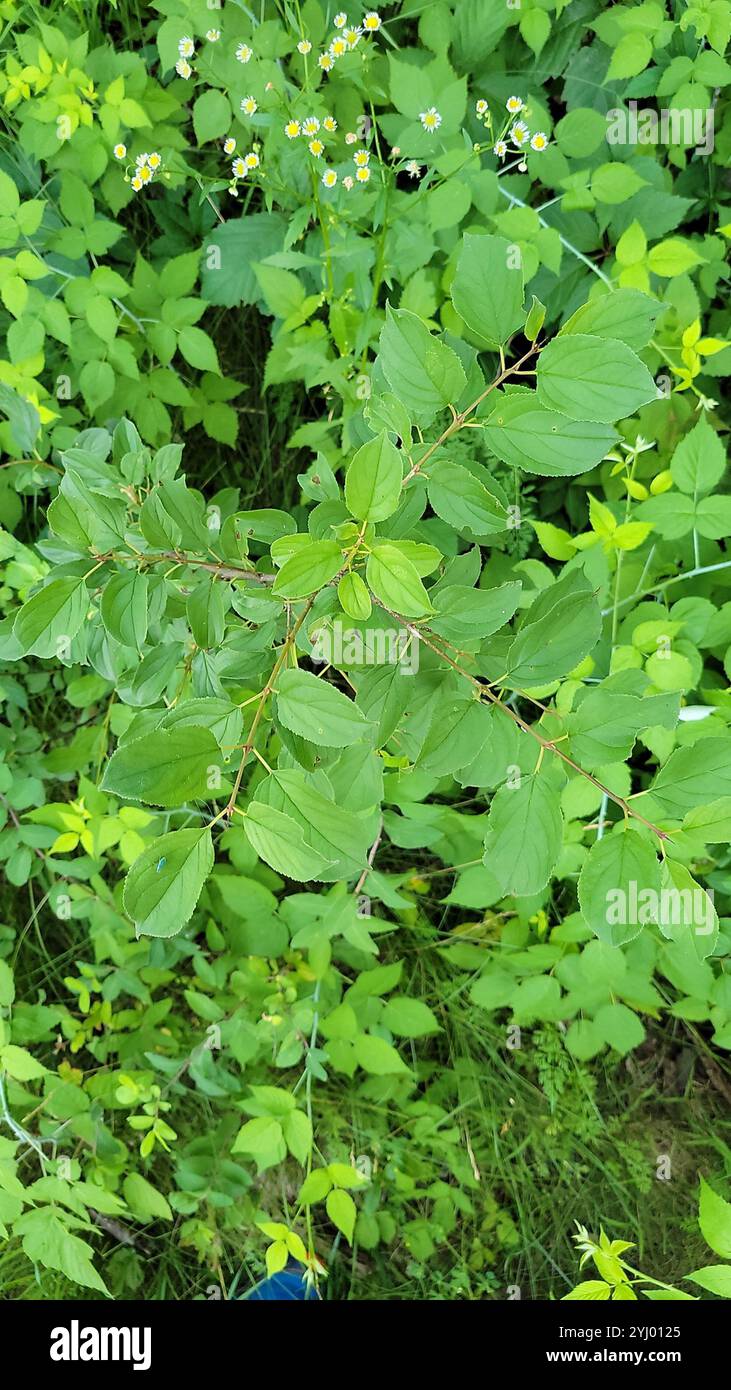 common buckthorn (Rhamnus cathartica Stock Photo - Alamy