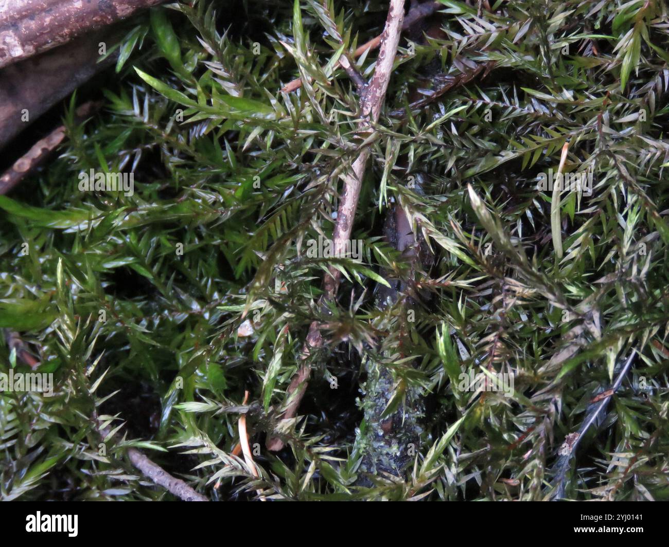 Fontinalis antipyretica willow moss hi-res stock photography and images ...