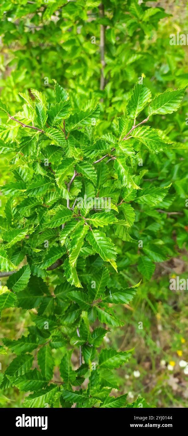 Eastern Hornbeam (Carpinus orientalis Stock Photo - Alamy