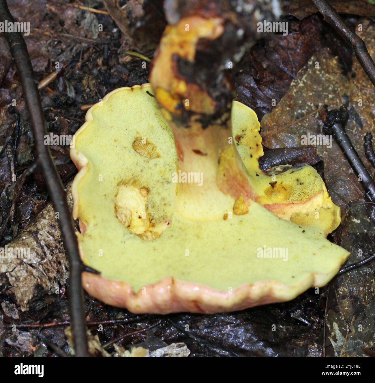 Boletus sensibilis hi-res stock photography and images - Alamy