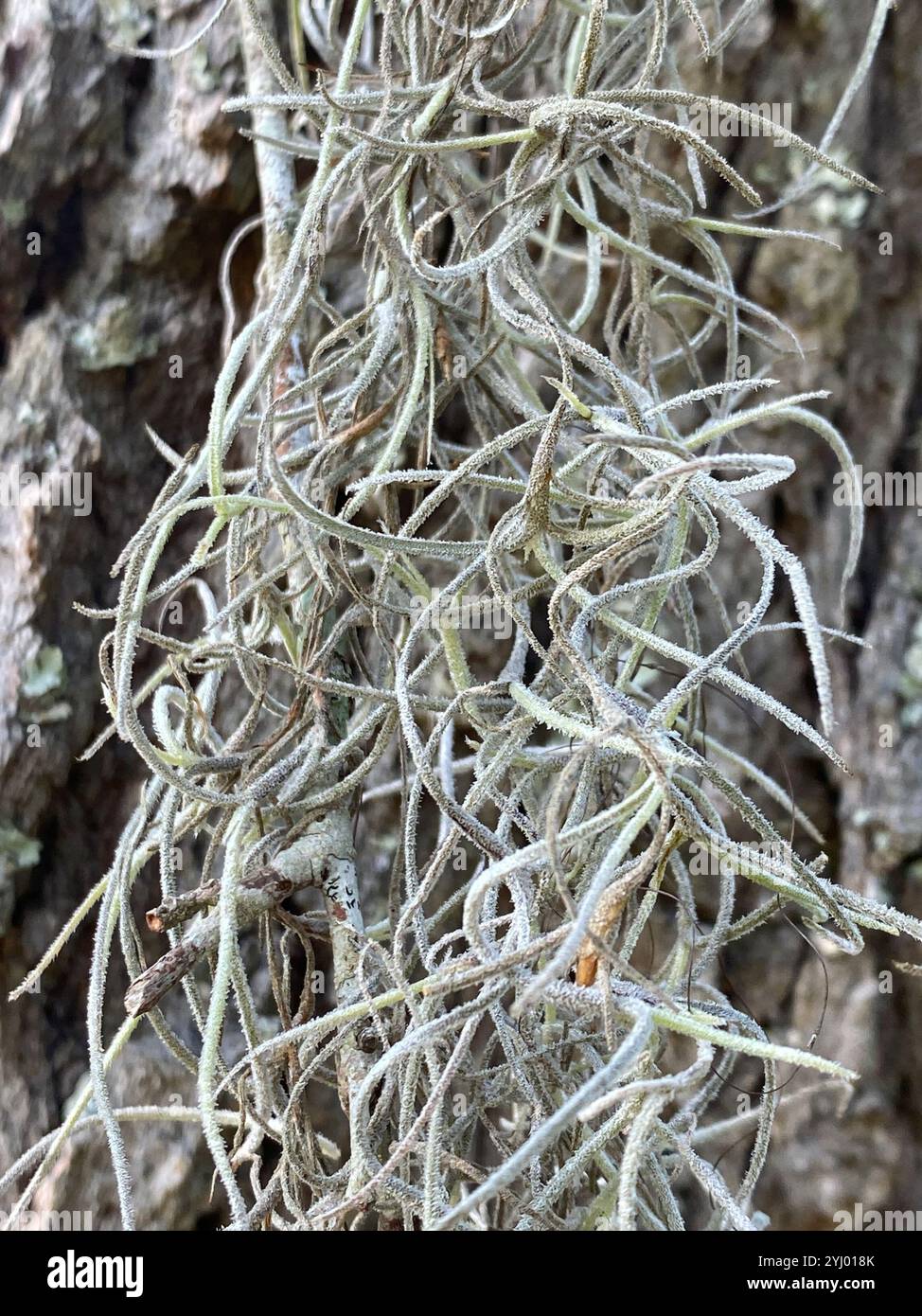 Spanish moss (Tillandsia usneoides Stock Photo - Alamy