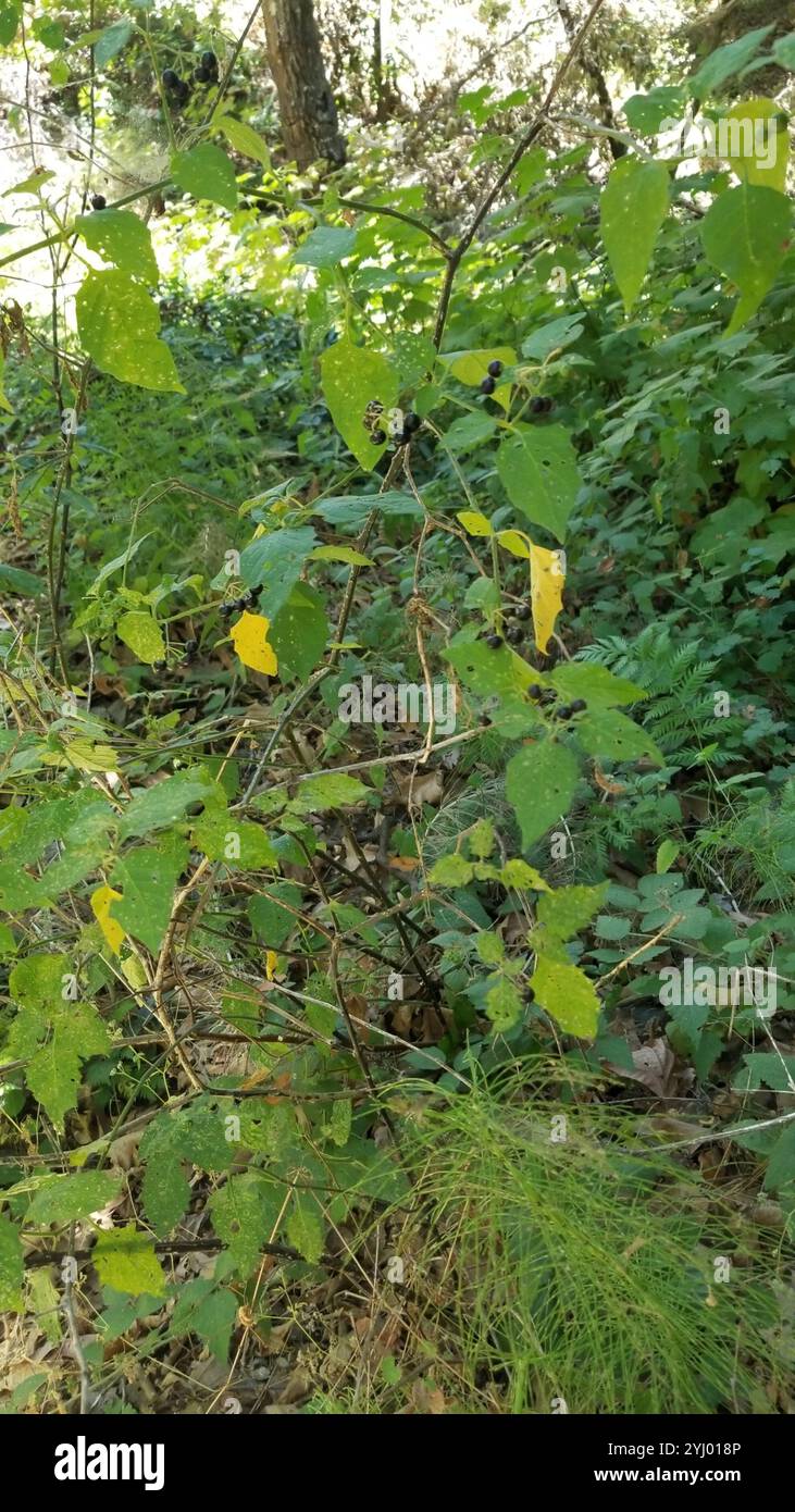 greenspot nightshade (Solanum douglasii Stock Photo - Alamy