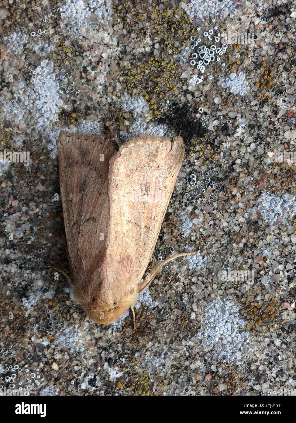 The Clay (Mythimna ferrago Stock Photo - Alamy