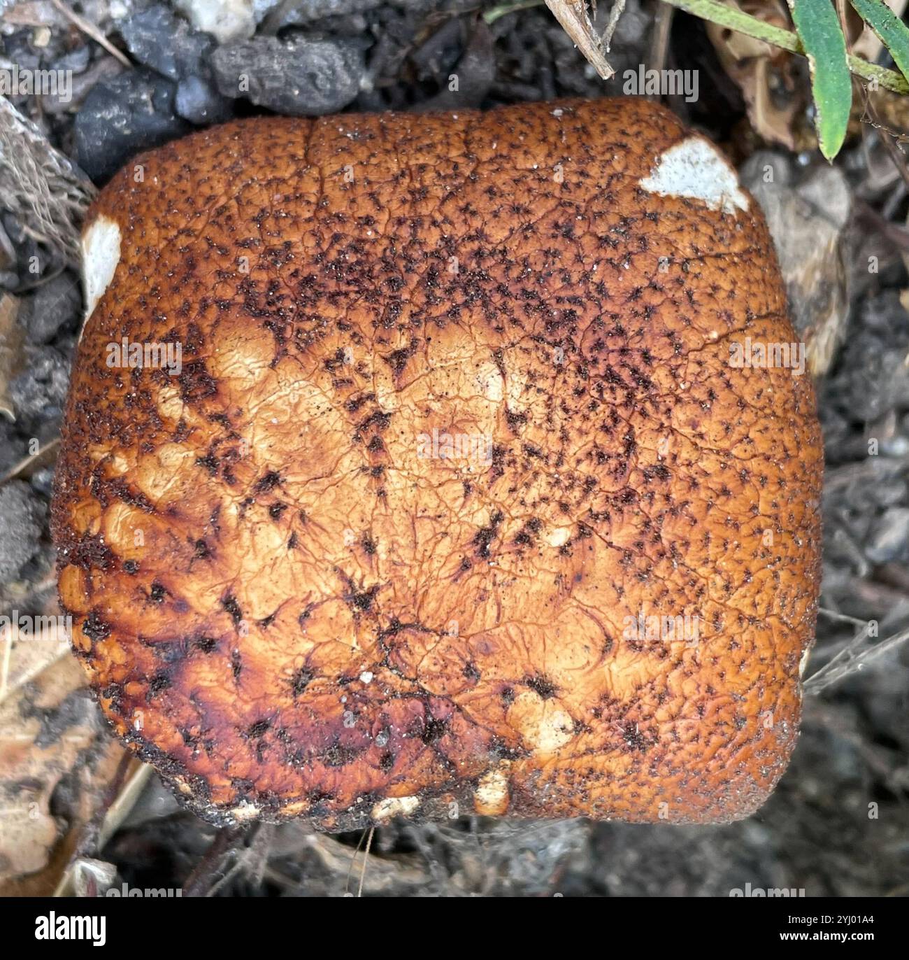 Polyporus tuberaster hi-res stock photography and images - Alamy