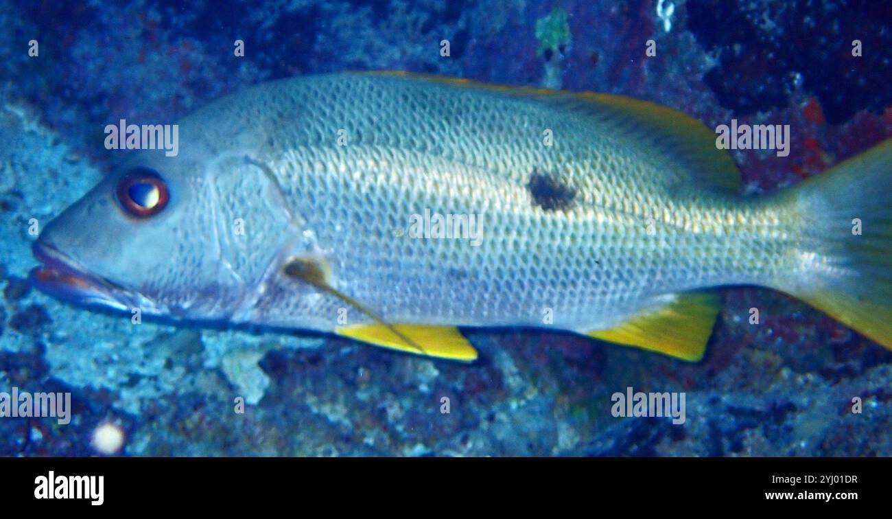 Onespot snapper lutjanus monostigma hi-res stock photography and images ...