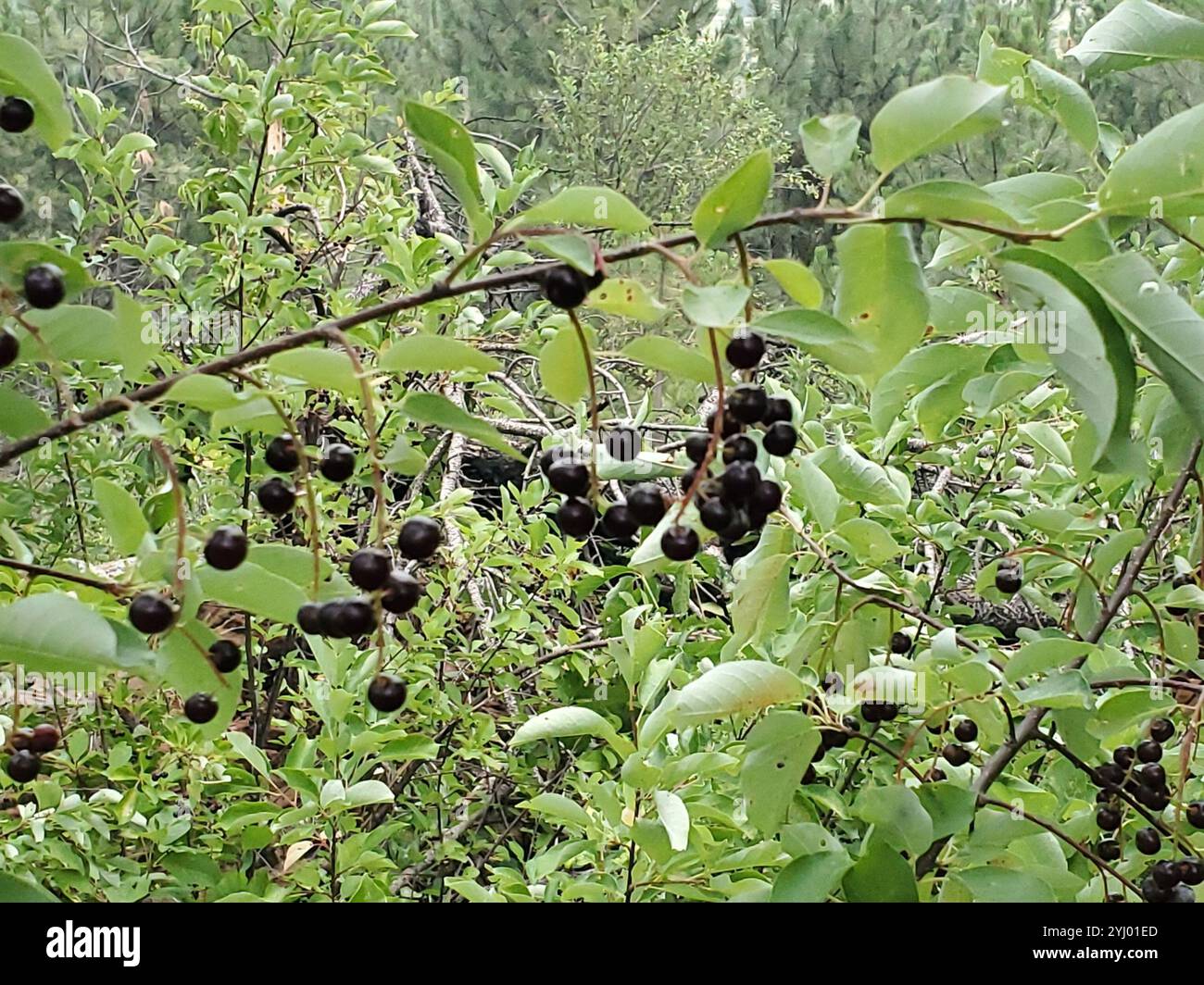 chokecherry (Prunus virginiana Stock Photo - Alamy