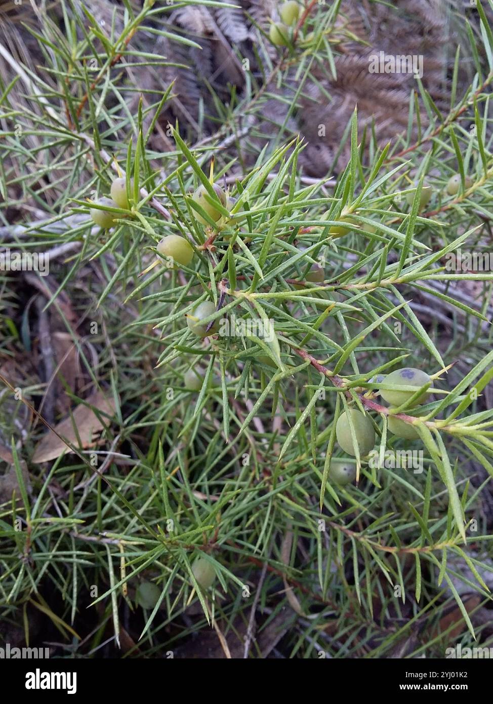 Prickly Geebung (Persoonia juniperina Stock Photo - Alamy