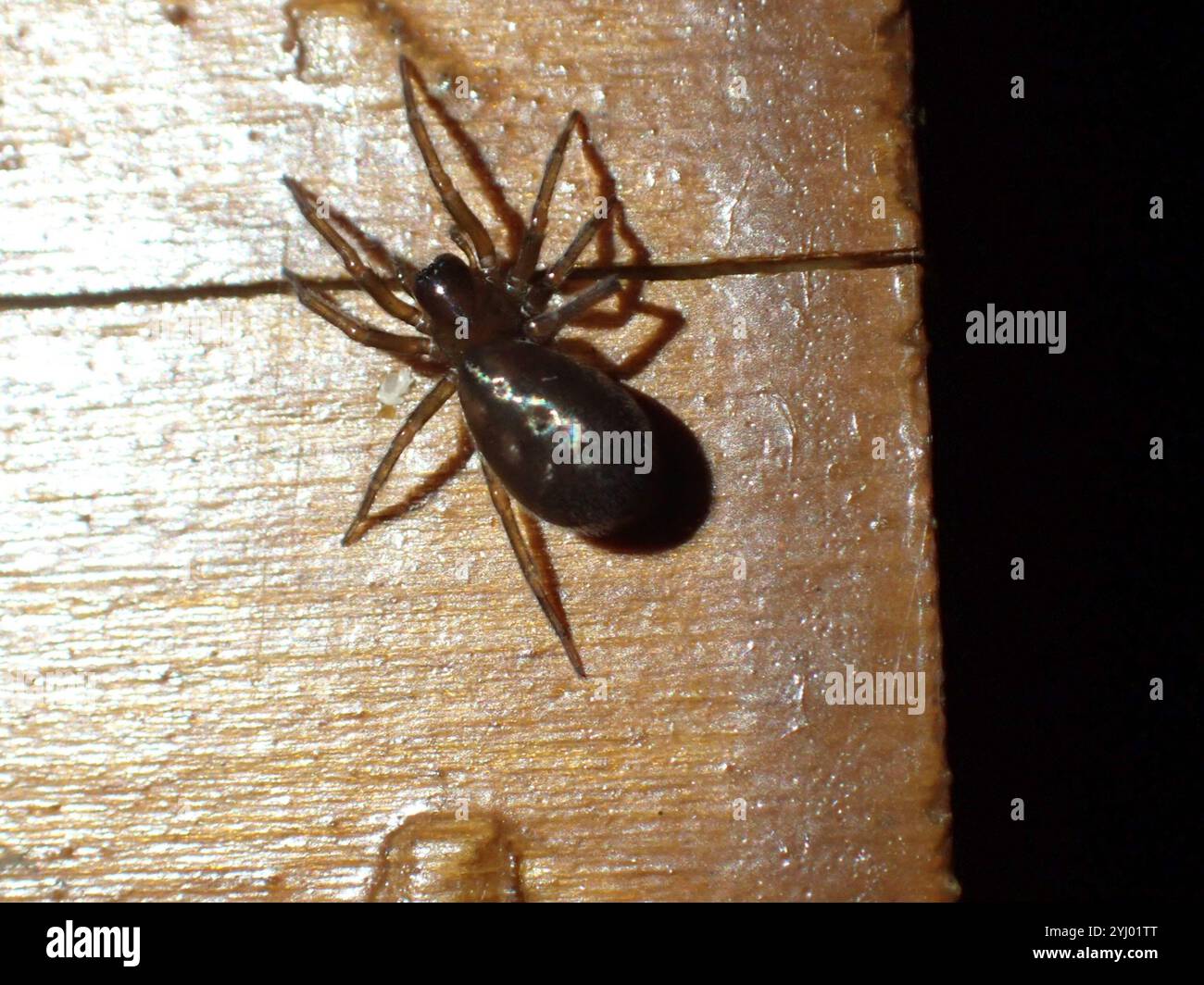 Soft Spiders (Cybaeidae Stock Photo - Alamy
