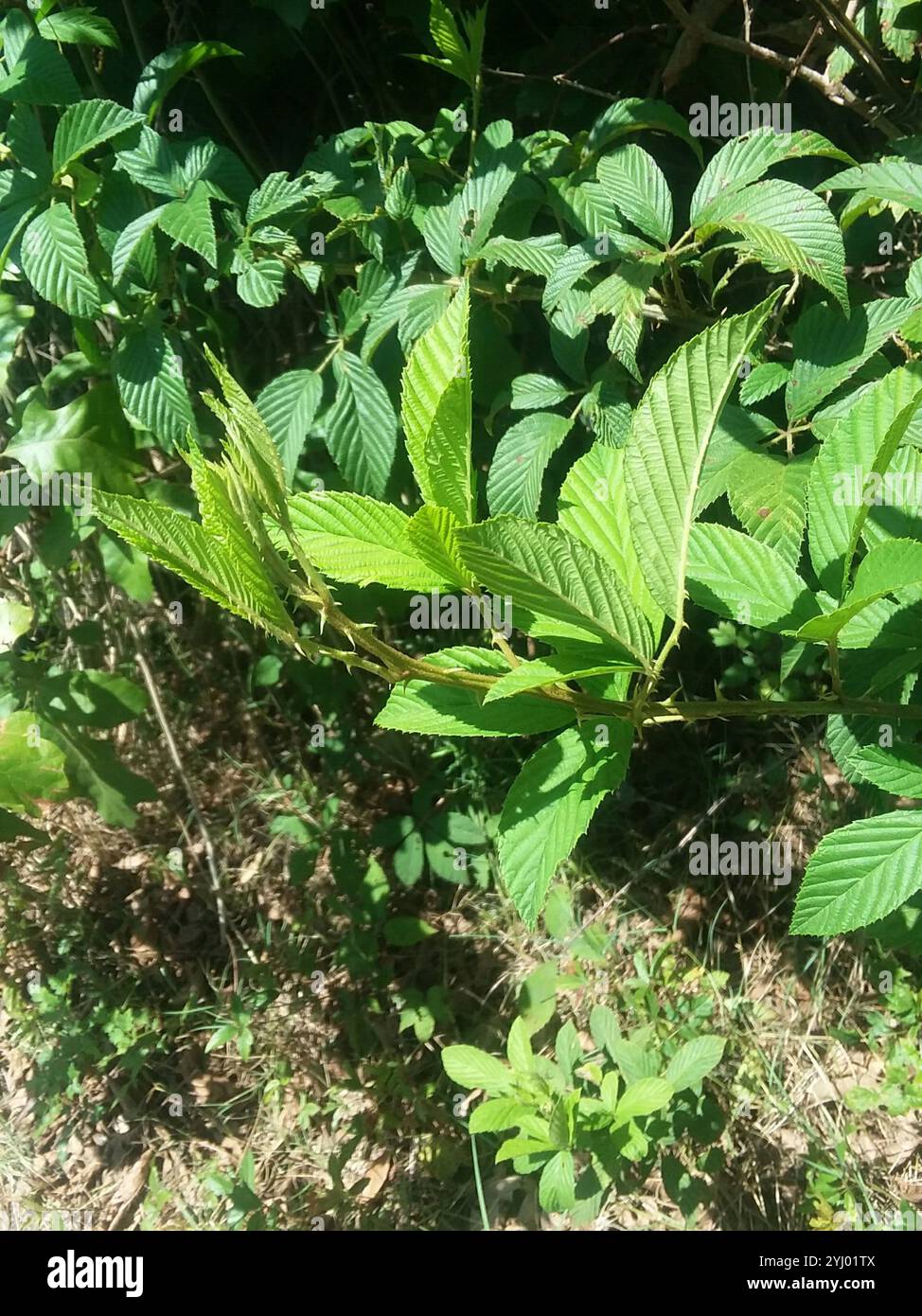 Pensilvanicus hi-res stock photography and images - Alamy