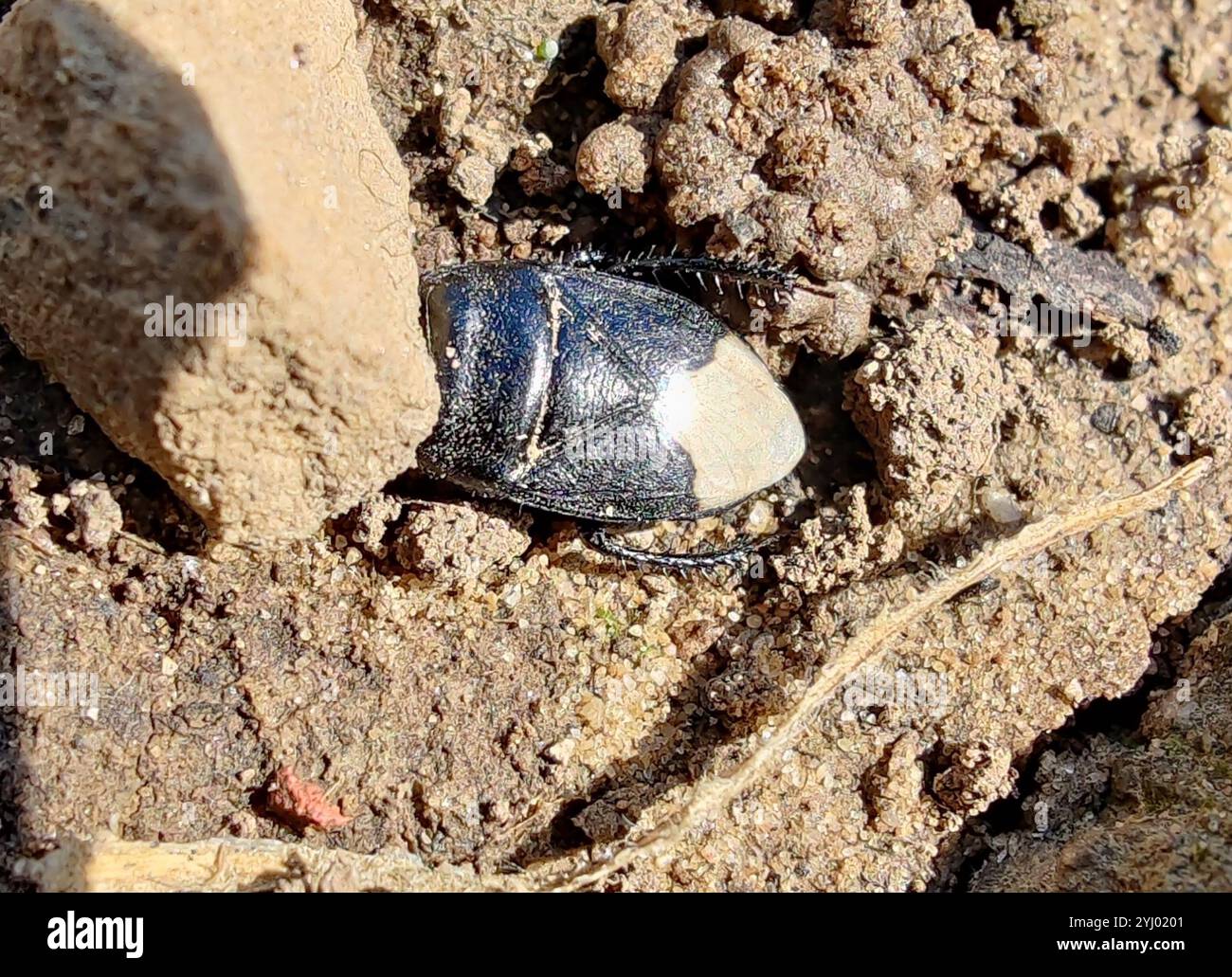 Black burrowing bug (Cydnus aterrimus Stock Photo - Alamy