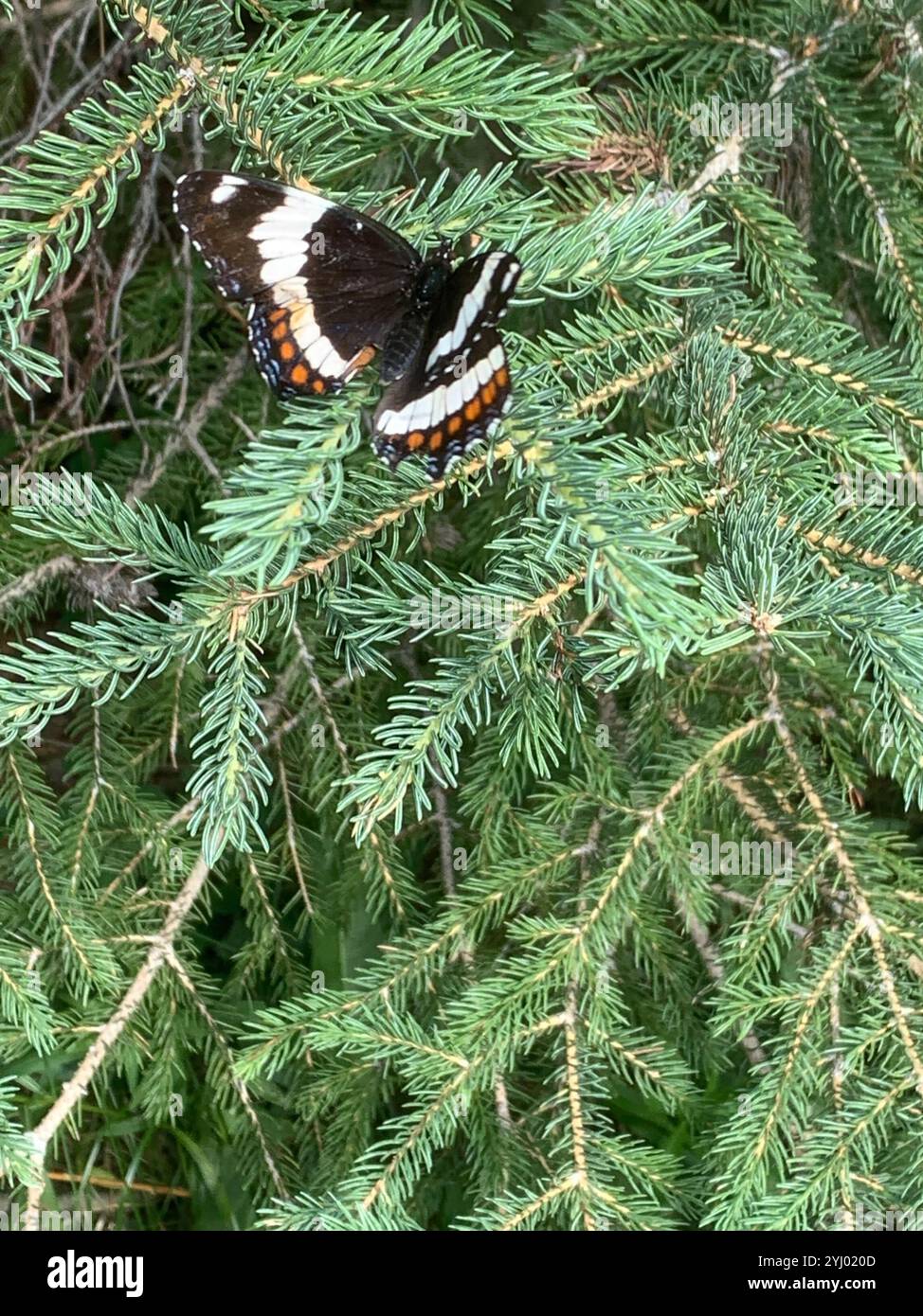 Western White Admiral (Limenitis arthemis rubrofasciata Stock Photo - Alamy