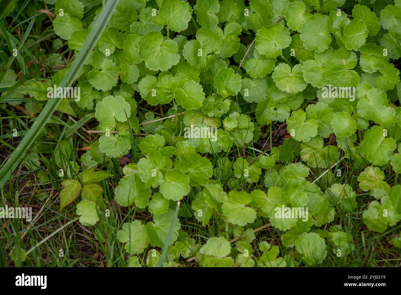 American Water-pennywort (Hydrocotyle americana Stock Photo - Alamy