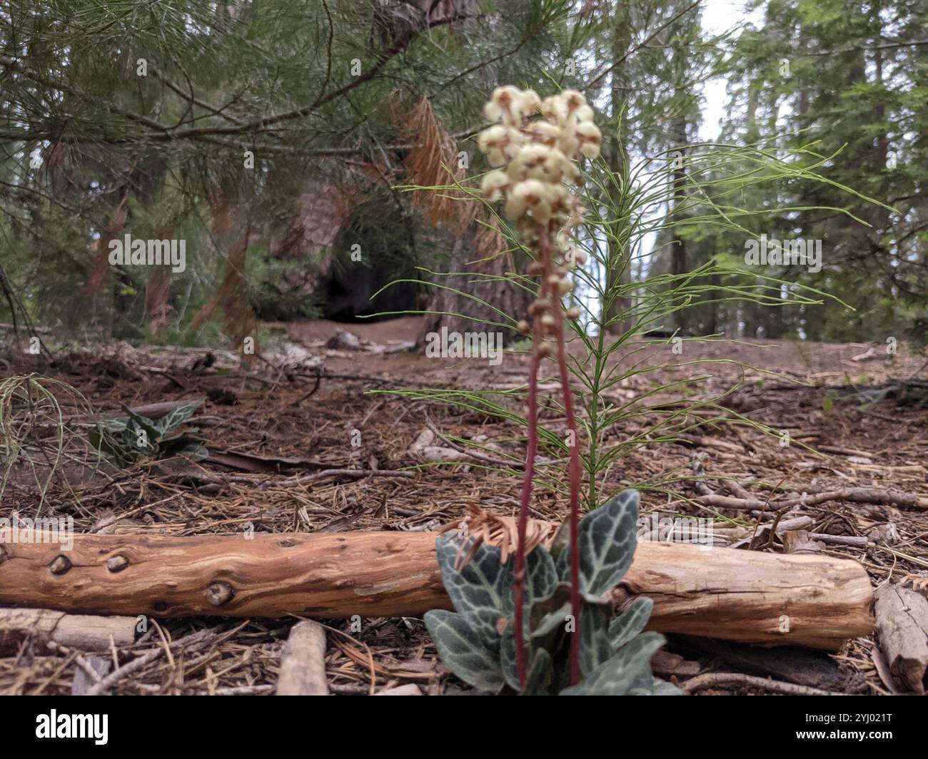 white-veined wintergreen (Pyrola picta Stock Photo - Alamy