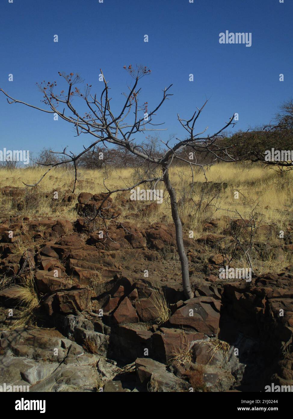 Kirkia (Kirkia acuminata Stock Photo - Alamy