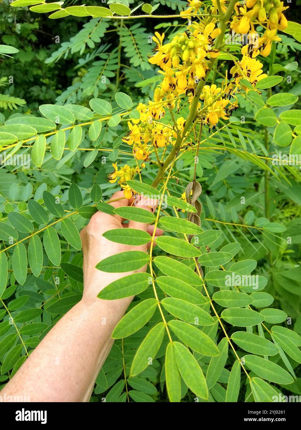 American senna (Senna hebecarpa Stock Photo - Alamy
