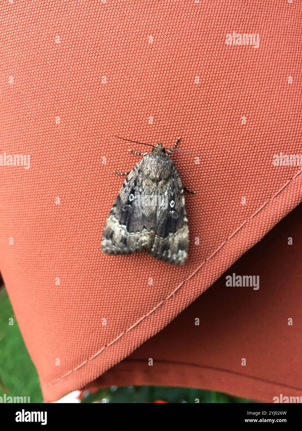 American Copper Underwing (Amphipyra pyramidoides Stock Photo - Alamy
