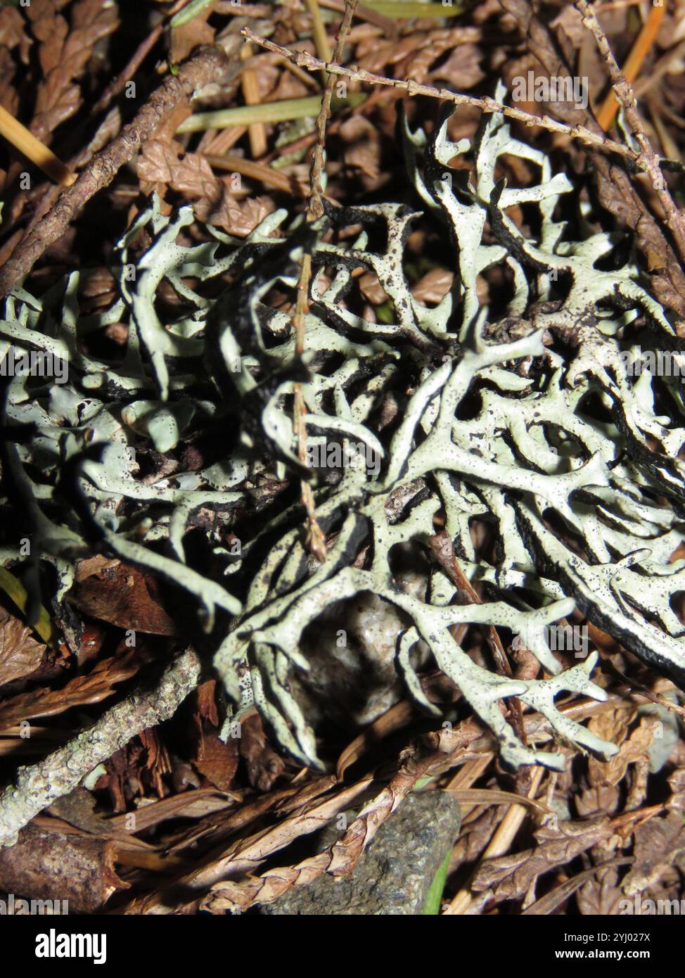 Tube Lichens (Hypogymnia Stock Photo - Alamy
