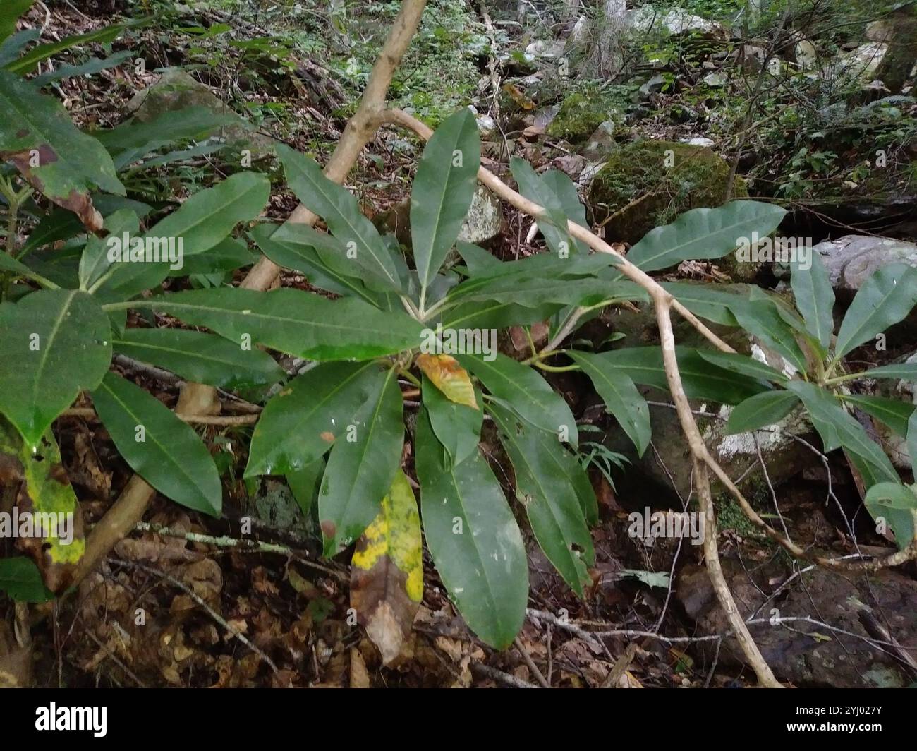 great rhododendron (Rhododendron maximum Stock Photo - Alamy