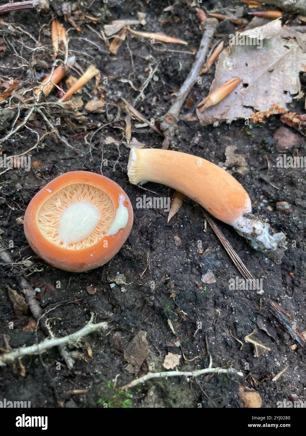 Weeping milk cap hi-res stock photography and images - Alamy
