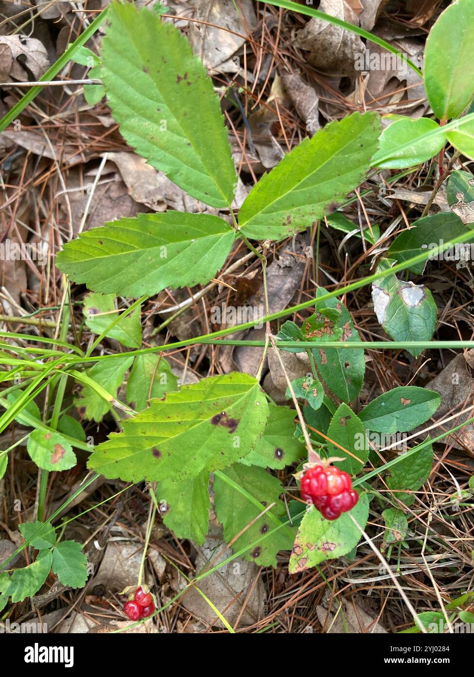 Common Dewberry (Rubus flagellaris Stock Photo - Alamy