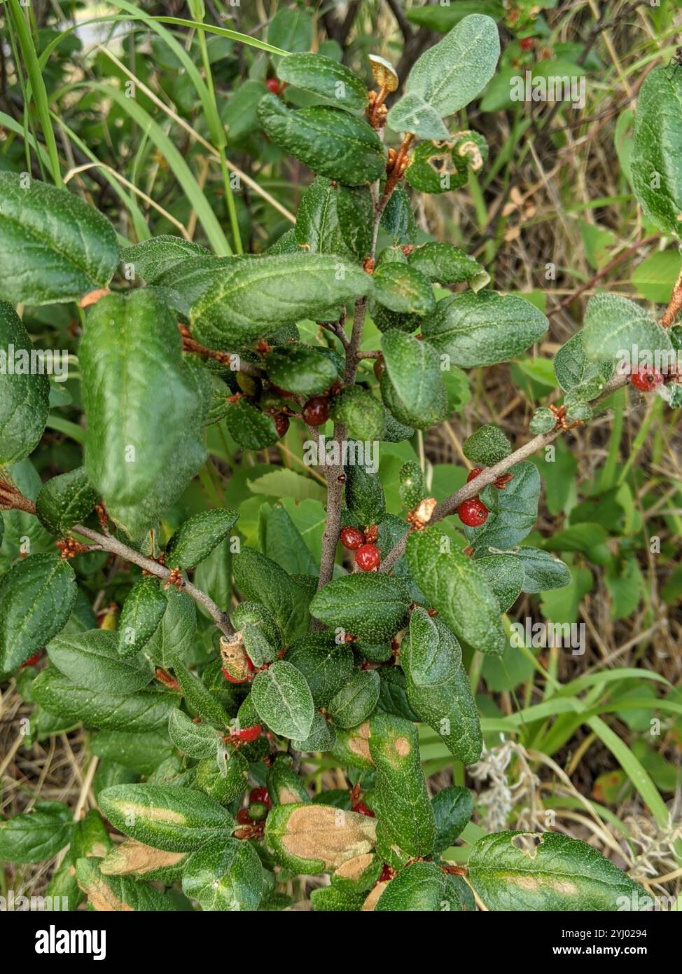 Canadian buffalo-berry (Shepherdia canadensis Stock Photo - Alamy