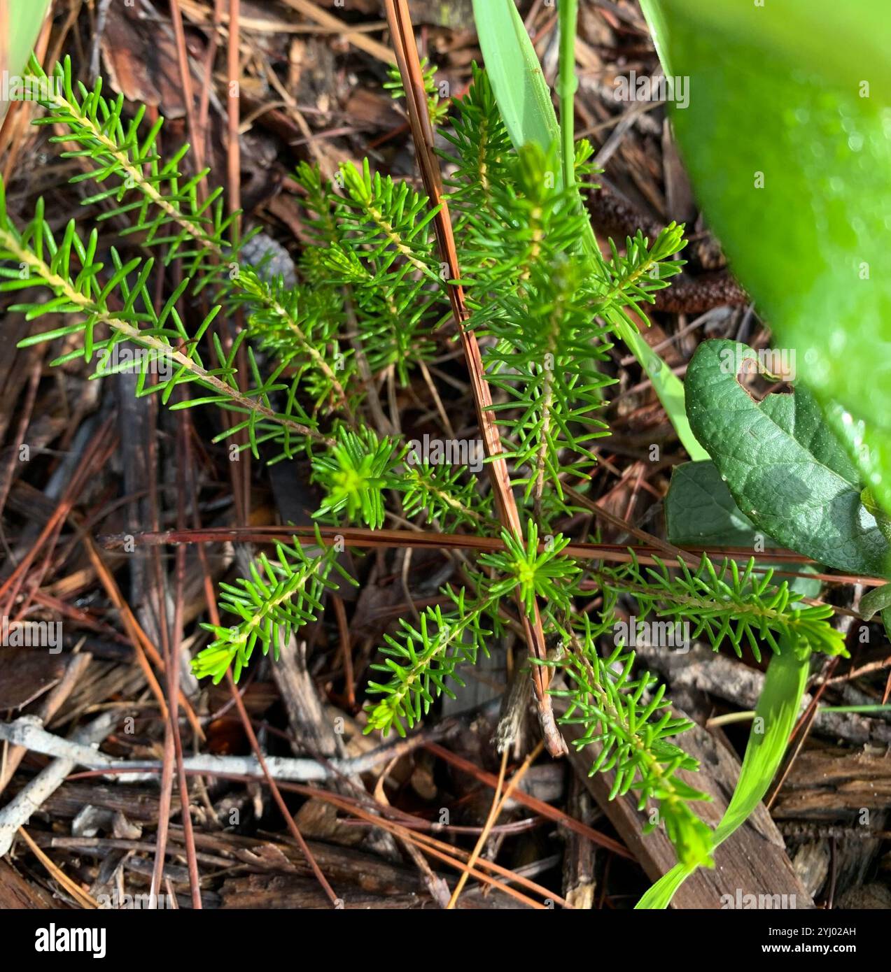 Ceratiola hi-res stock photography and images - Alamy