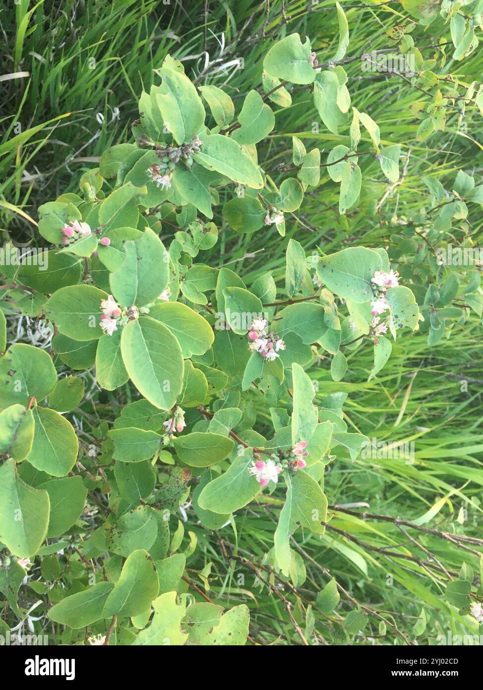 Western Snowberry (Symphoricarpos occidentalis Stock Photo - Alamy