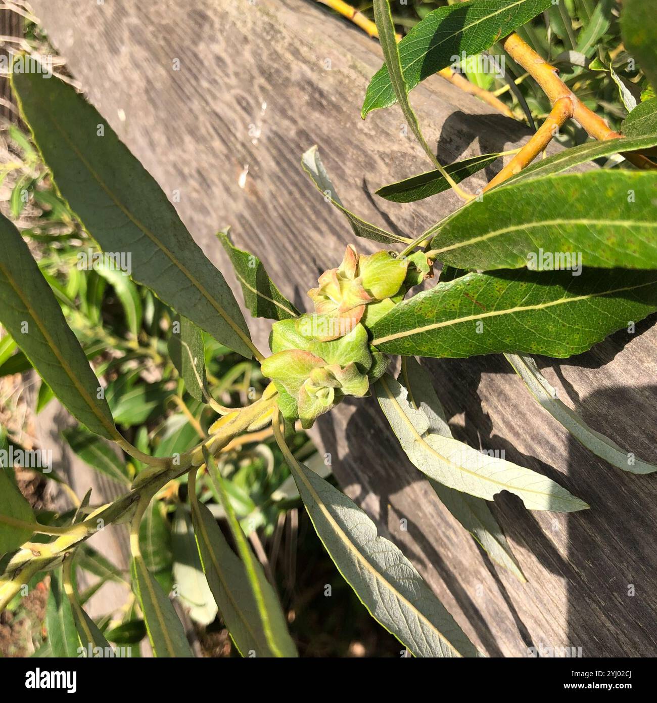 Willow Gall Midges (Rabdophaga Stock Photo - Alamy
