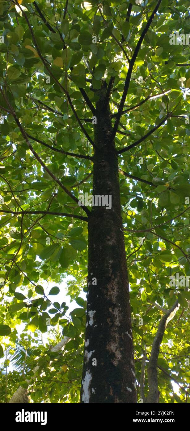 Terminalia samoensis hi-res stock photography and images - Alamy