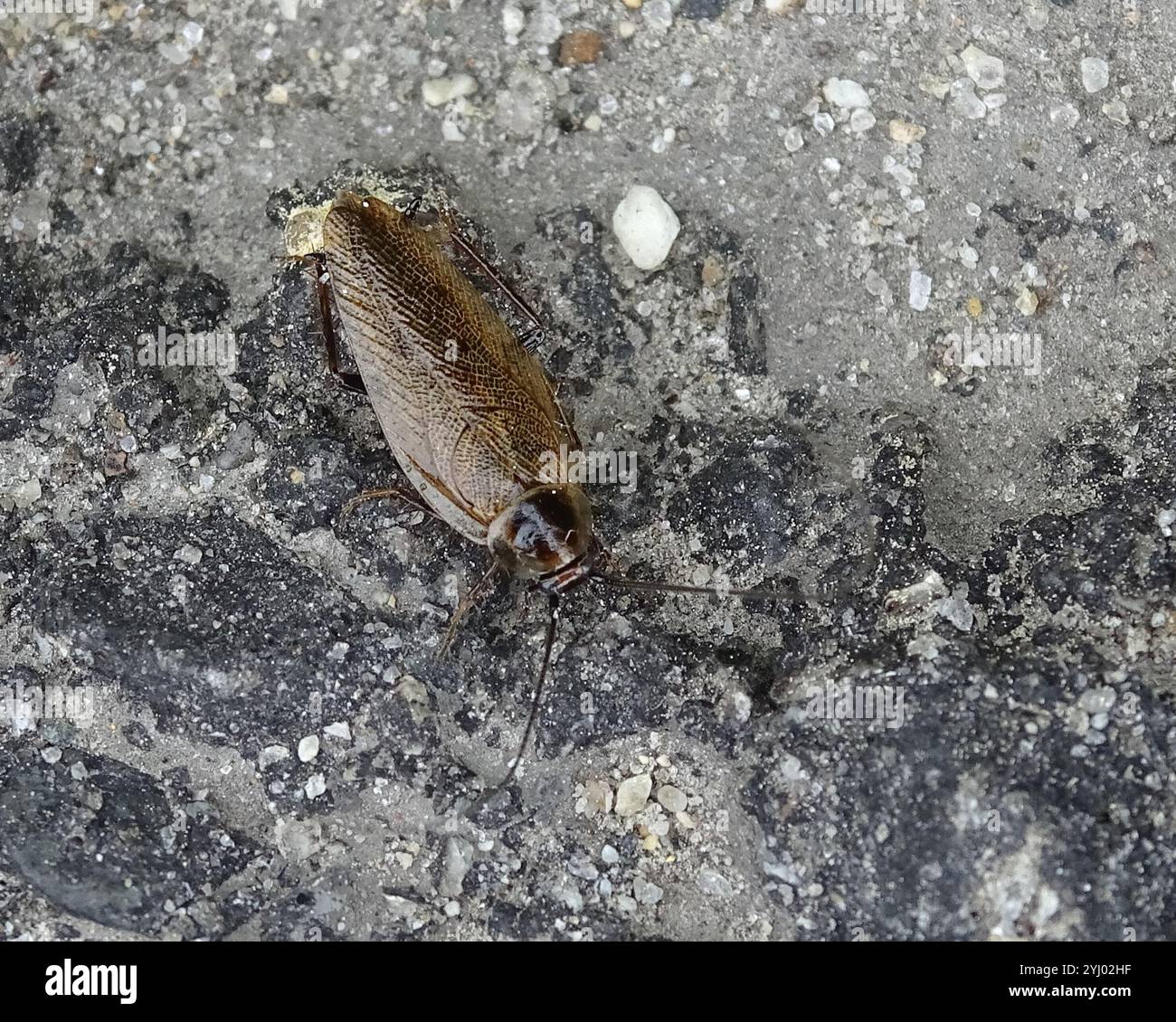 Dusky Cockroach (Ectobius lapponicus Stock Photo - Alamy