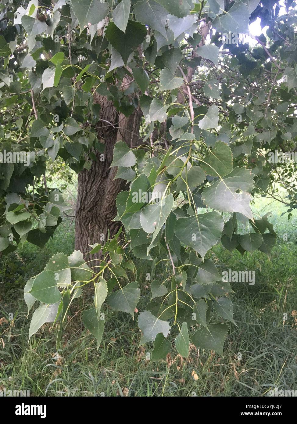 Eastern Cottonwood (Populus deltoides Stock Photo - Alamy