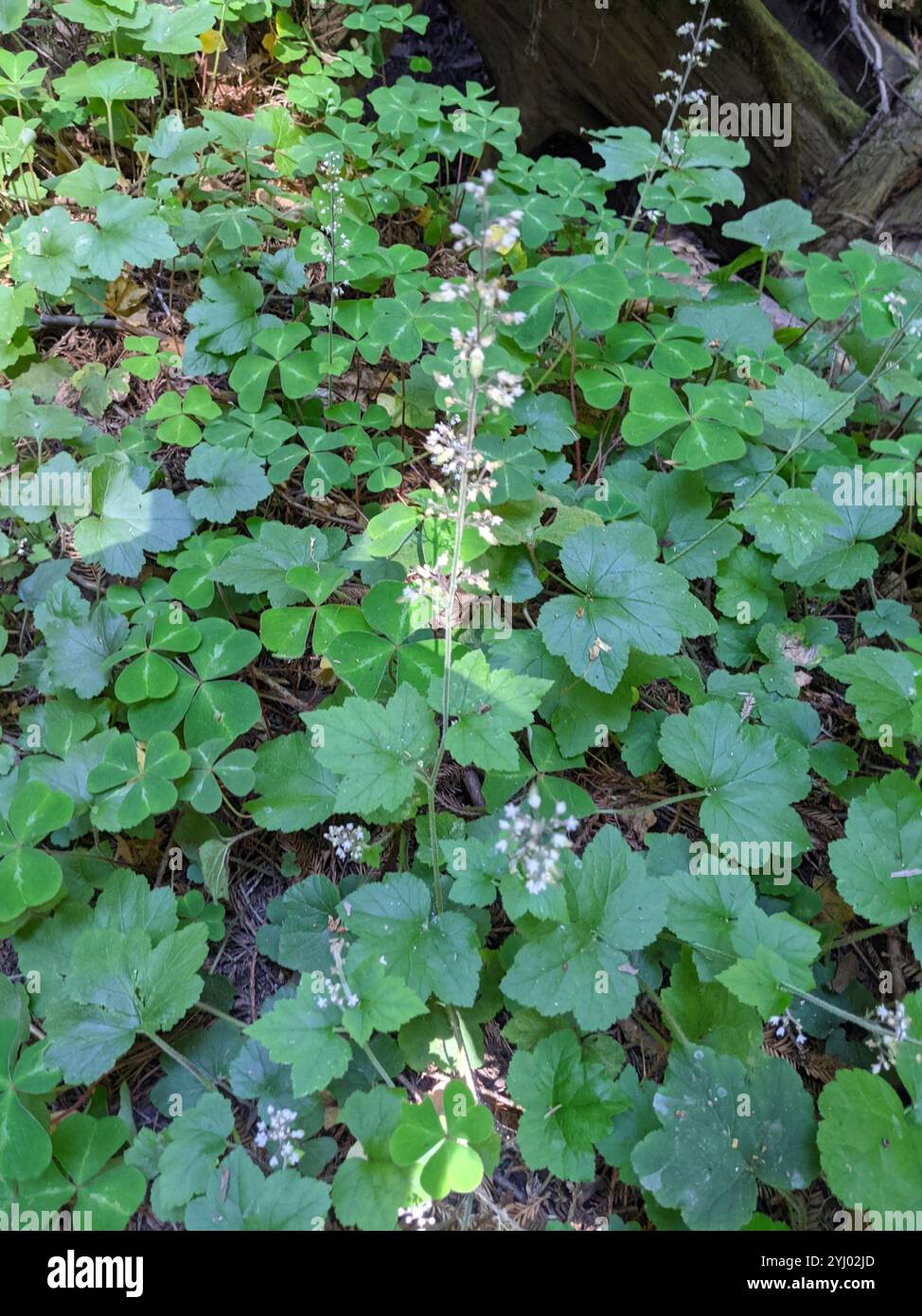 Oneleaf Foamflower (Tiarella trifoliata unifoliata Stock Photo - Alamy
