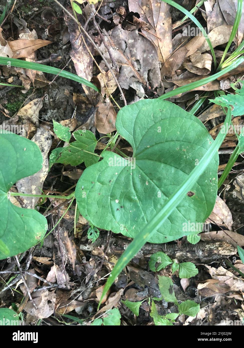 Chinese yam (Dioscorea polystachya Stock Photo - Alamy