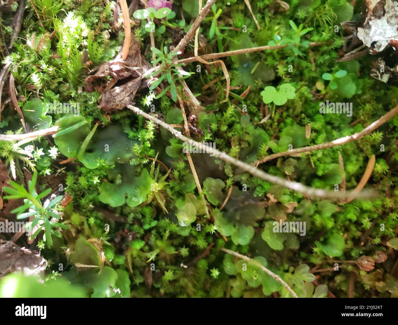 Pellia and allies (Pelliaceae Stock Photo - Alamy