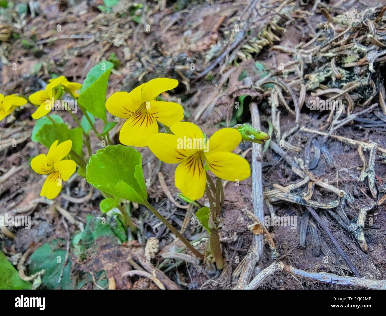 western roundleaf violet (Viola orbiculata Stock Photo - Alamy