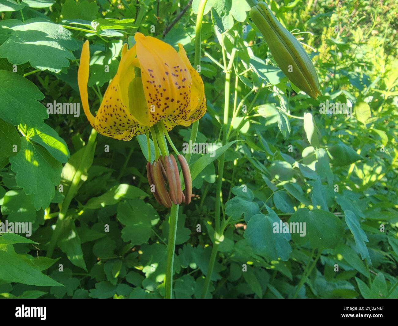 Columbia lily (Lilium columbianum Stock Photo - Alamy