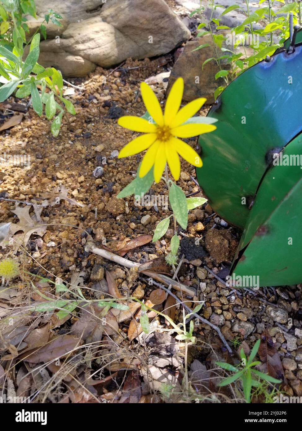 stiff-hair sunflower (Helianthus hirsutus Stock Photo - Alamy