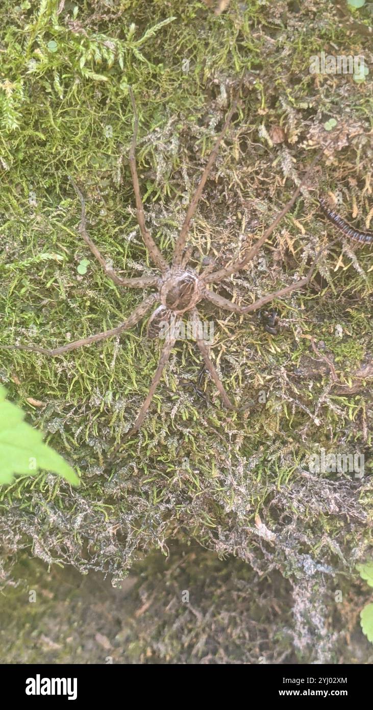 Striped Fishing Spider (Dolomedes scriptus Stock Photo - Alamy