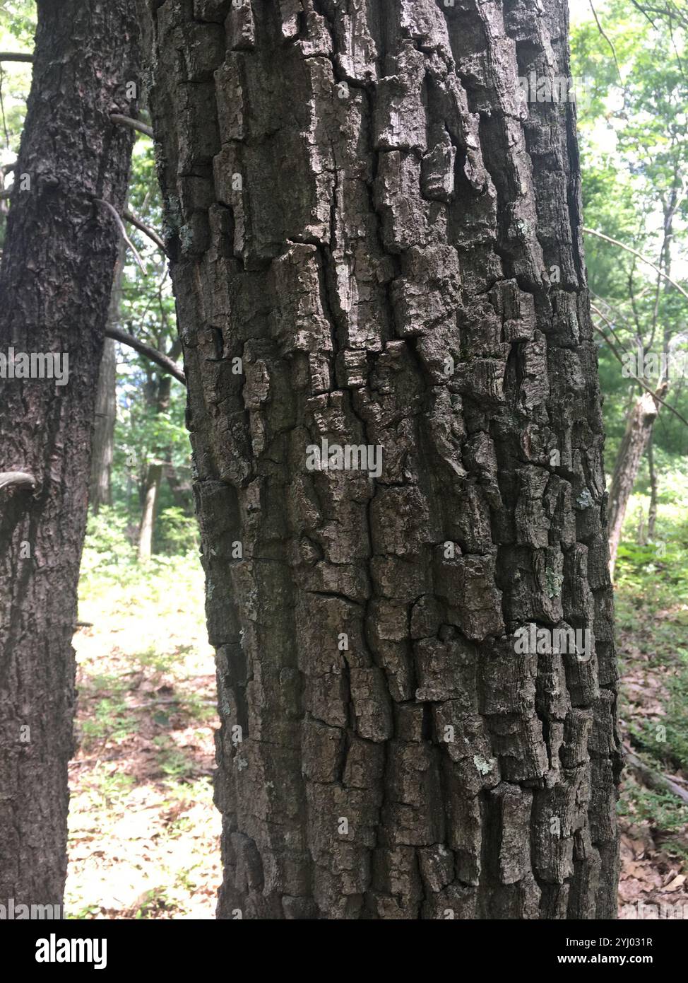 chestnut oak (Quercus montana Stock Photo - Alamy