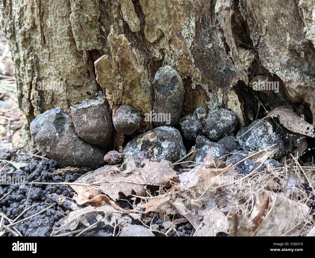 dead man's fingers (Xylaria polymorpha Stock Photo - Alamy