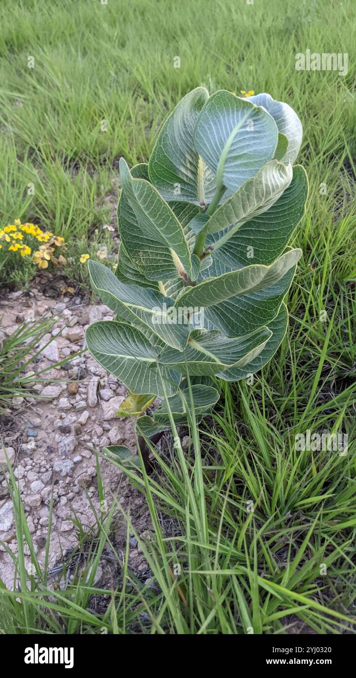 broadleaf milkweed (Asclepias latifolia Stock Photo - Alamy