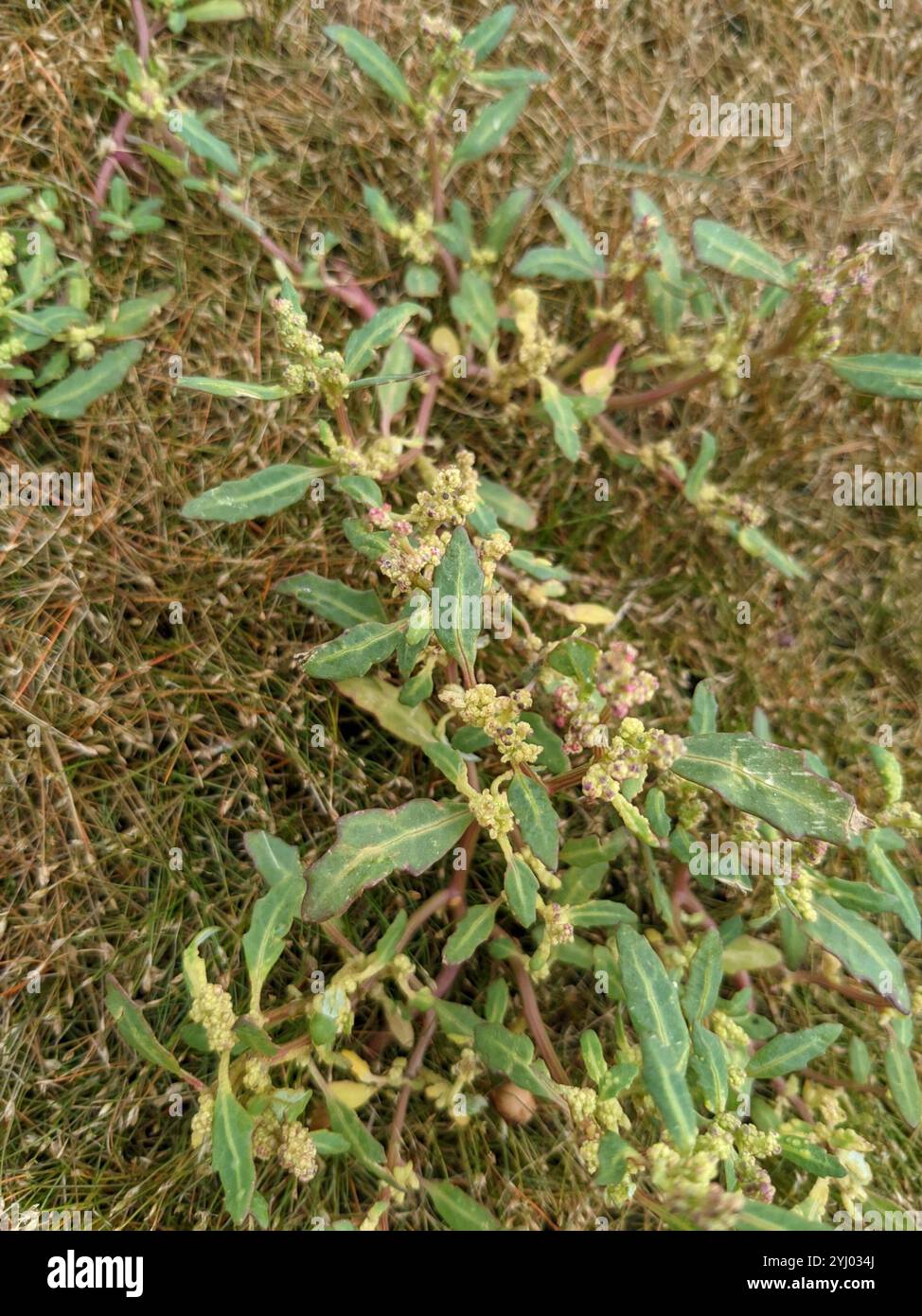 oak-leaved goosefoot (Oxybasis glauca Stock Photo - Alamy