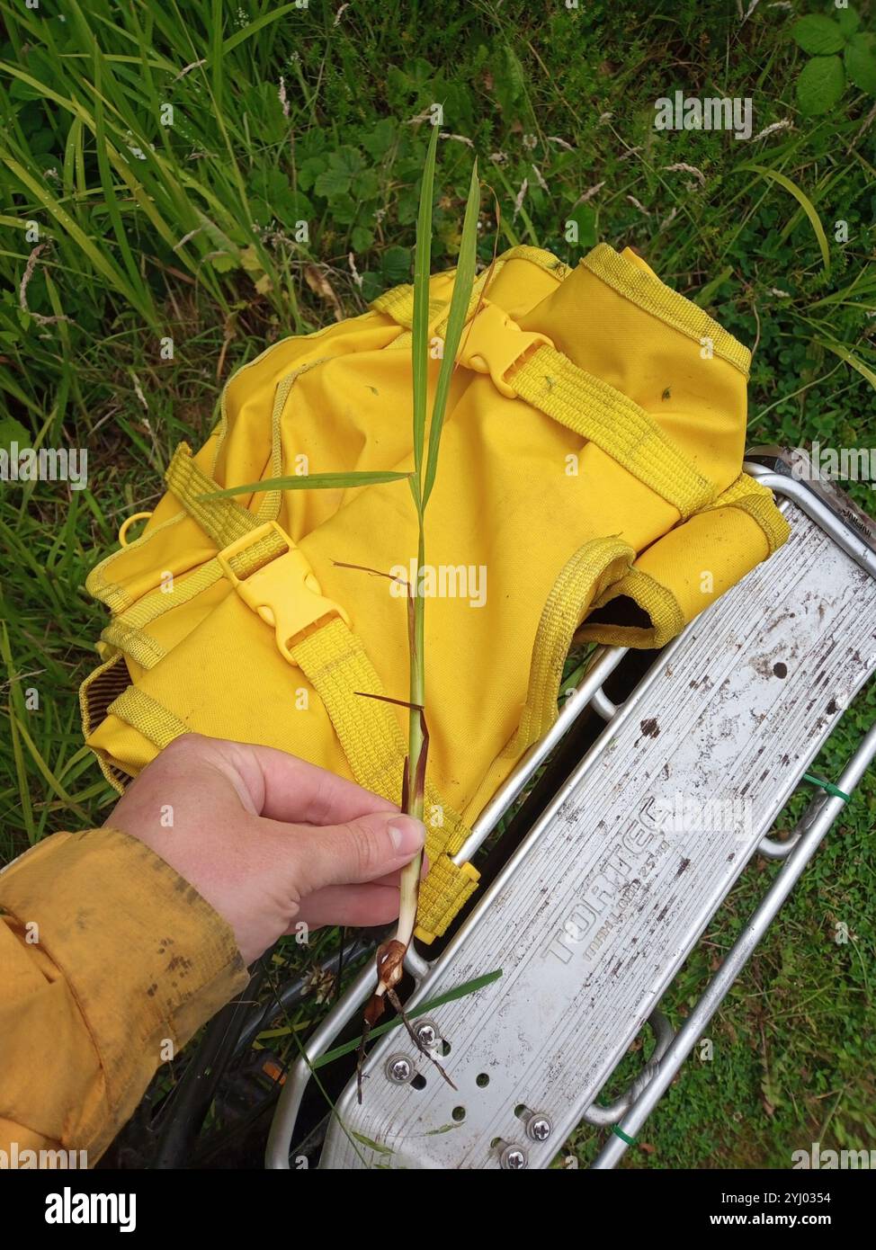 grasses, sedges, cattails, and allies (Poales Stock Photo - Alamy