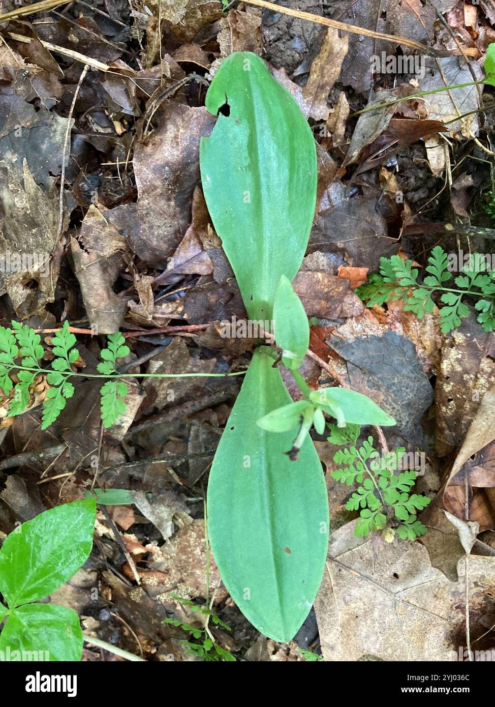 showy orchis (Galearis spectabilis Stock Photo - Alamy