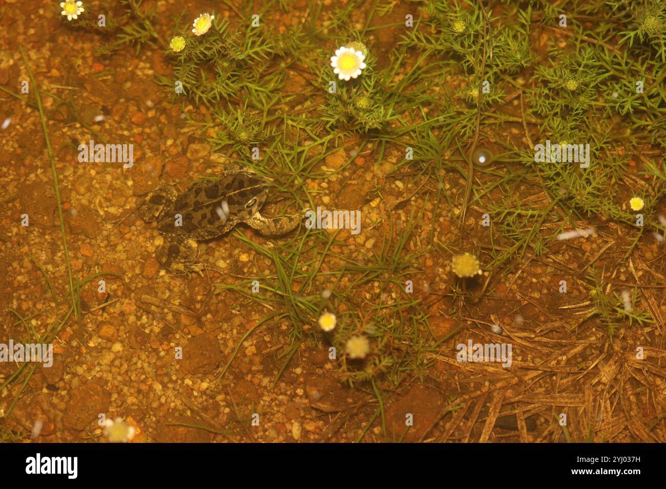 Sand Toad (Vandijkophrynus angusticeps Stock Photo - Alamy
