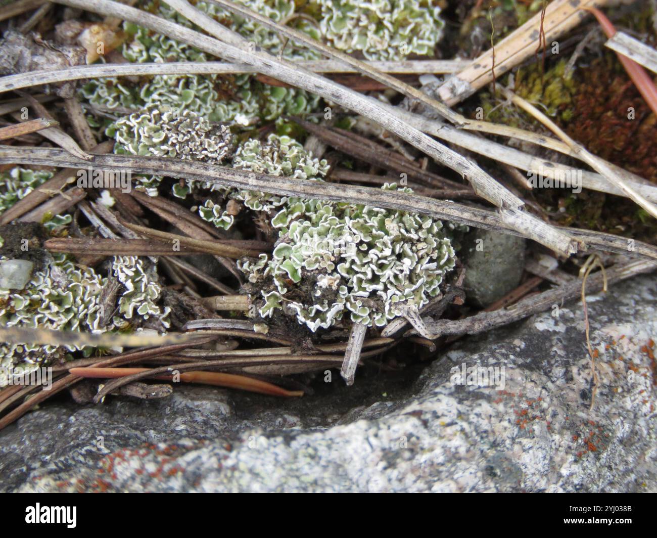 common lichens (Lecanoromycetes Stock Photo - Alamy