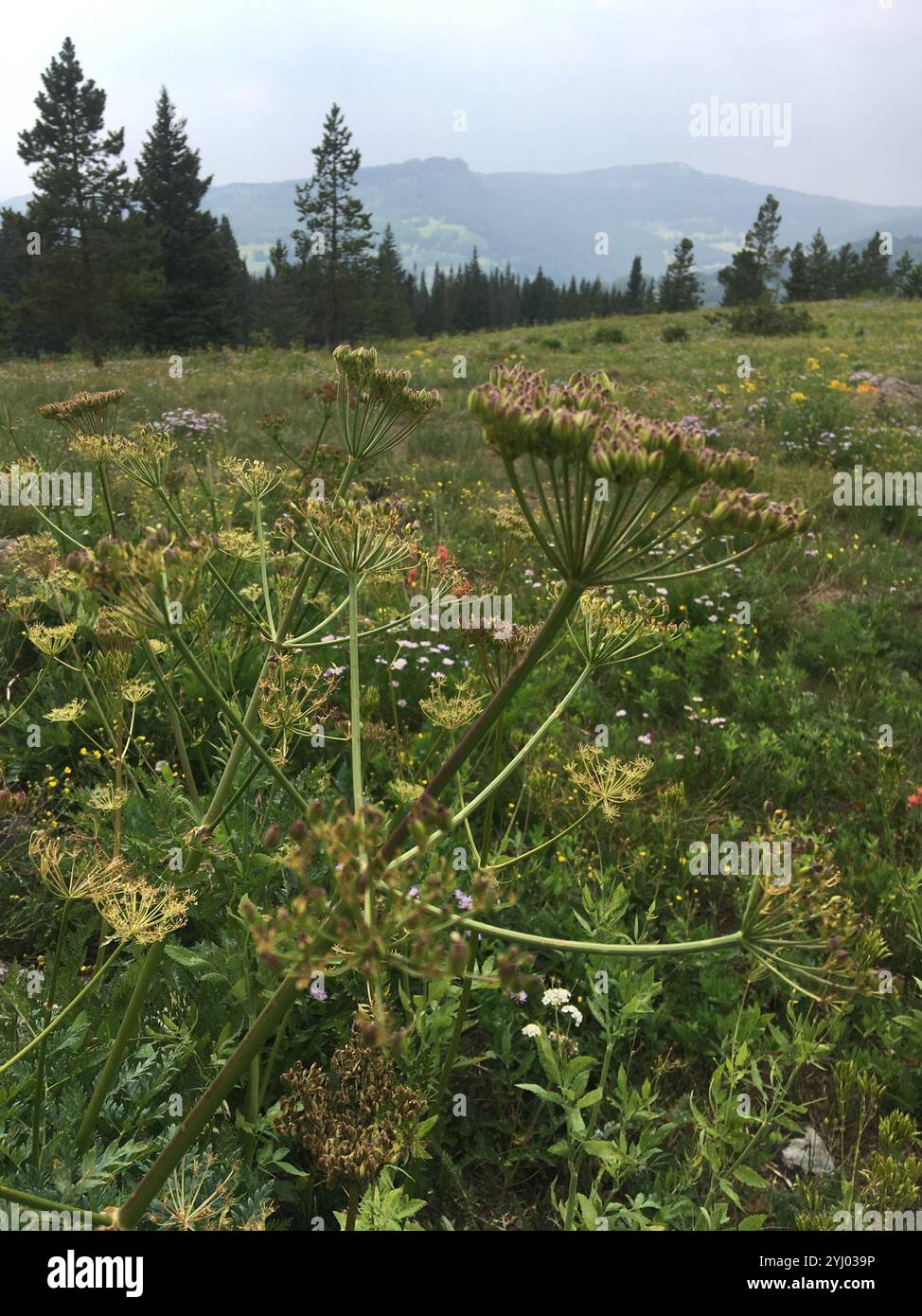 Osha (Ligusticum porteri Stock Photo - Alamy